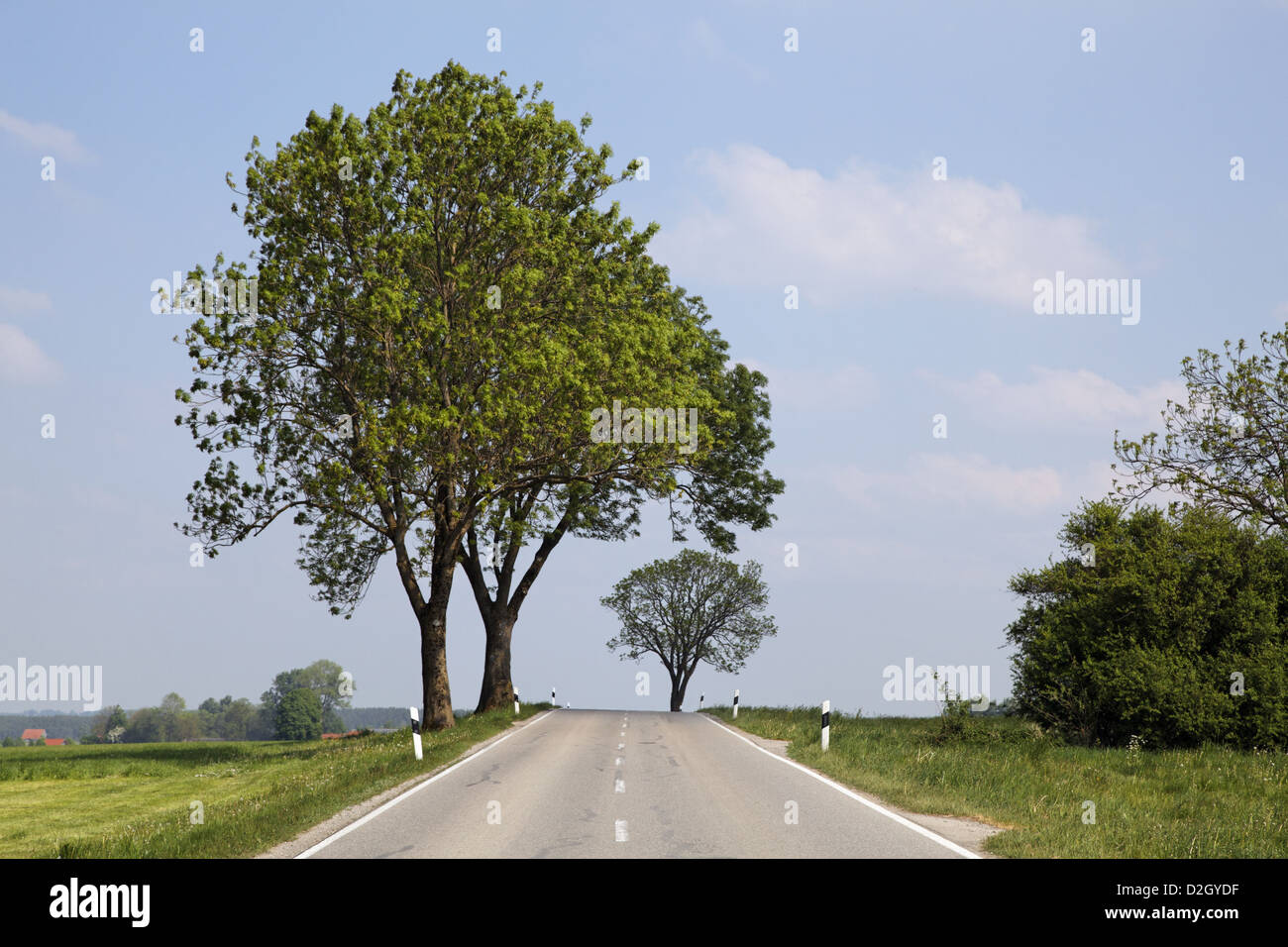 Germany, Bavaria, road, trees, avenue, Deutschland, Bayern; Straße ...