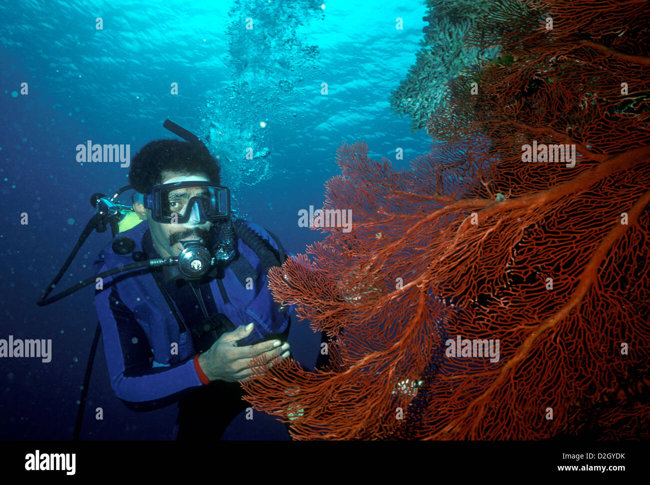 Fijian people man scuba diver diving sea fan in coral reefs in waters ...