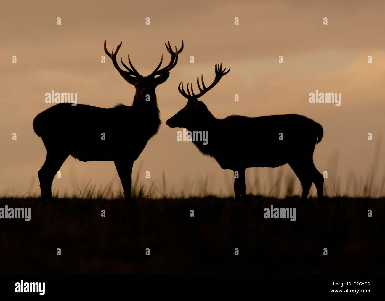 Red deer at sunset hi-res stock photography and images - Alamy