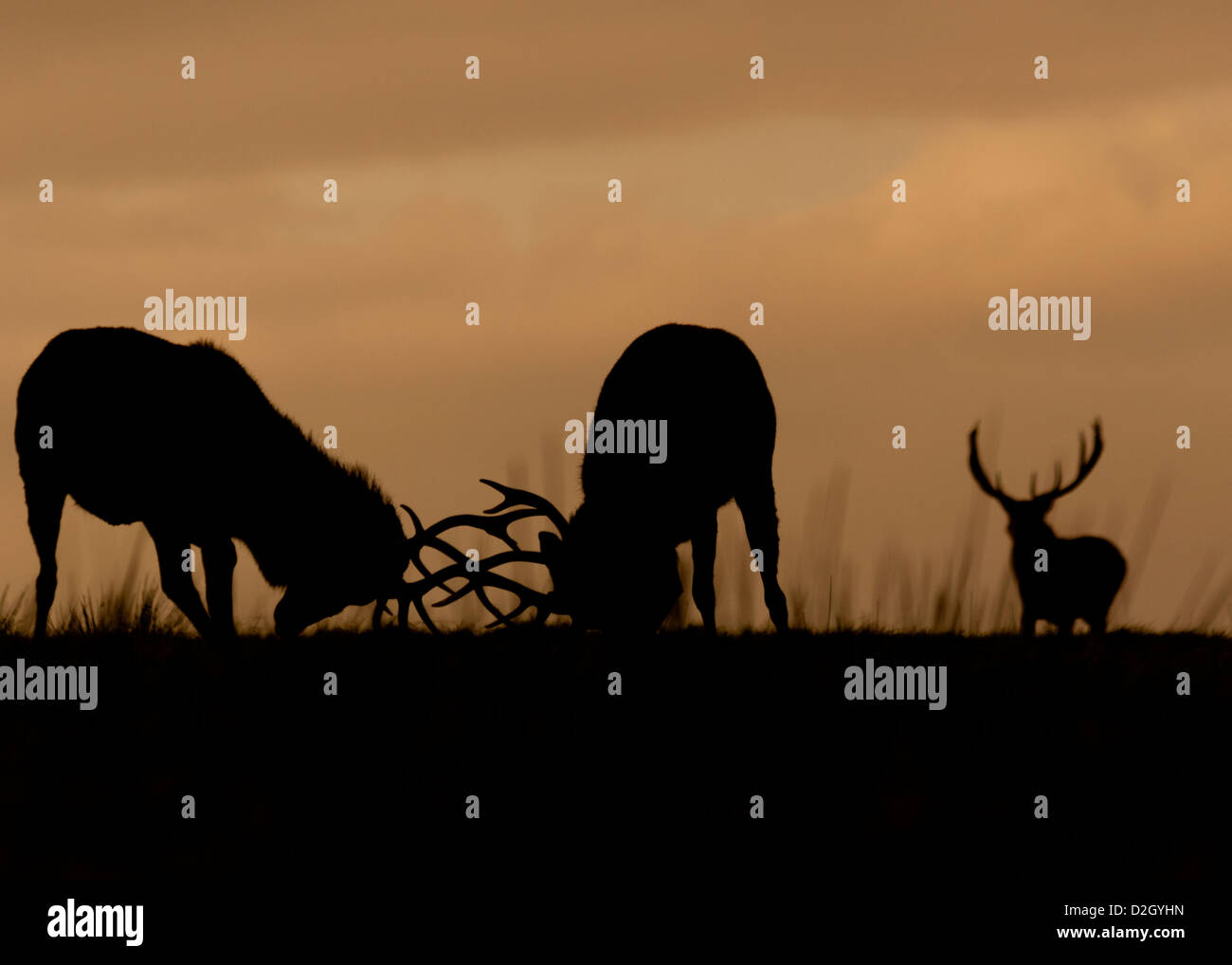 Rutting Deer Silhouetted In The Sunset Stock Photo - Alamy