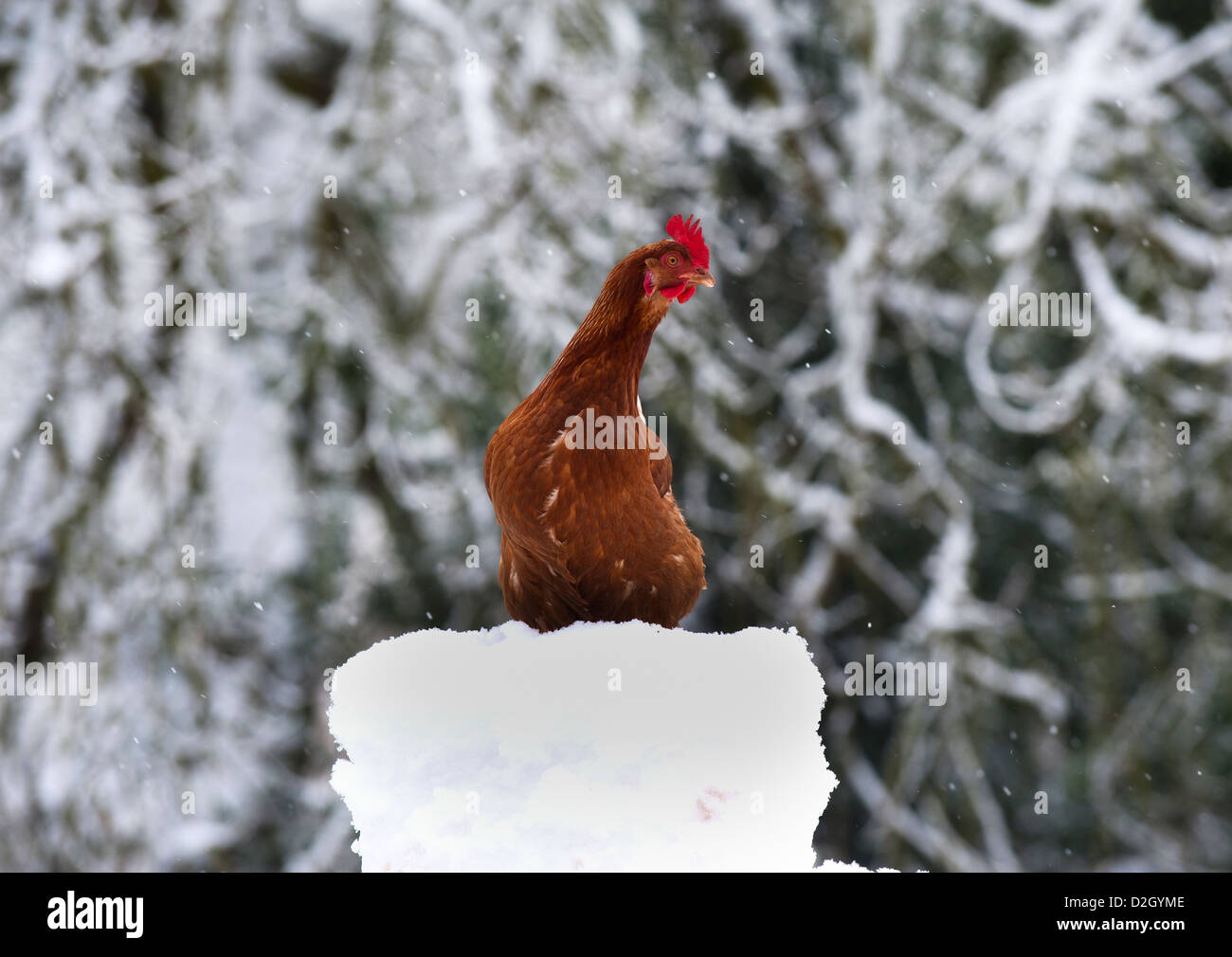 Snow chicken hi-res stock photography and images - Alamy