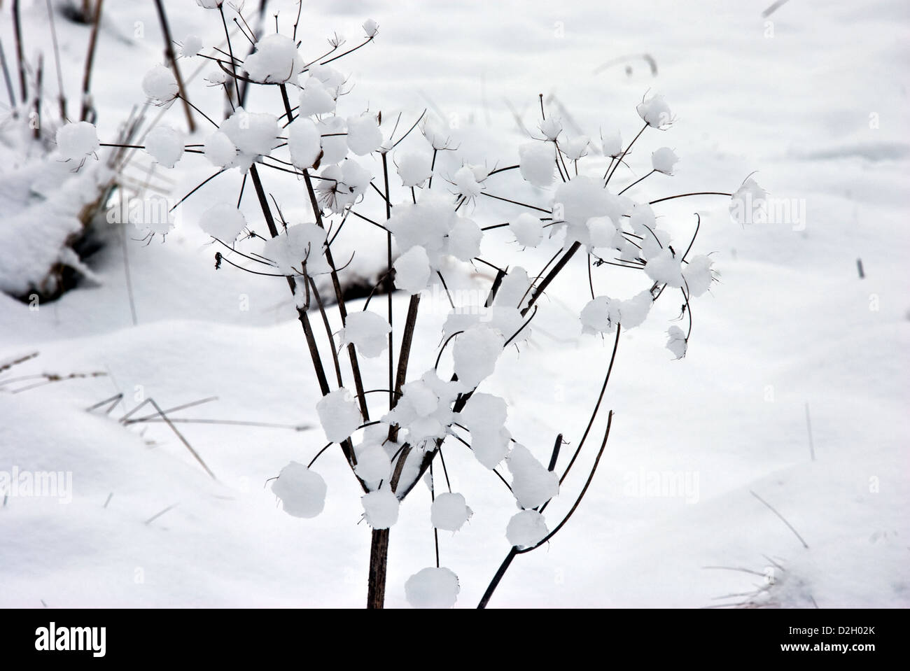 Plant covered in snow Stock Photo - Alamy