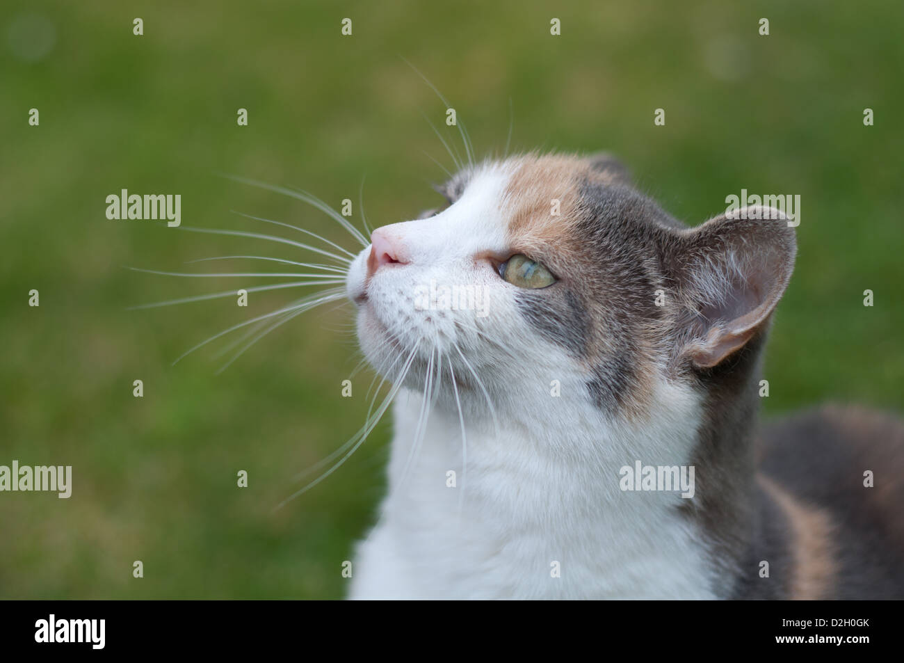 Cat in the field hi-res stock photography and images - Alamy