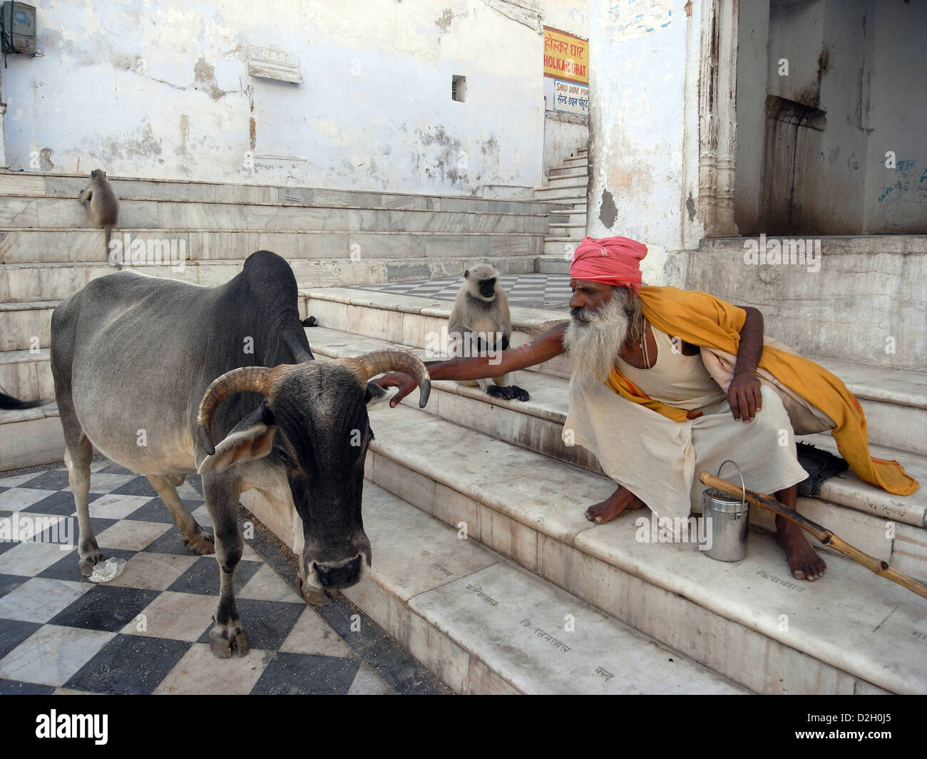 Man sitting on cow hi-res stock photography and images - Alamy