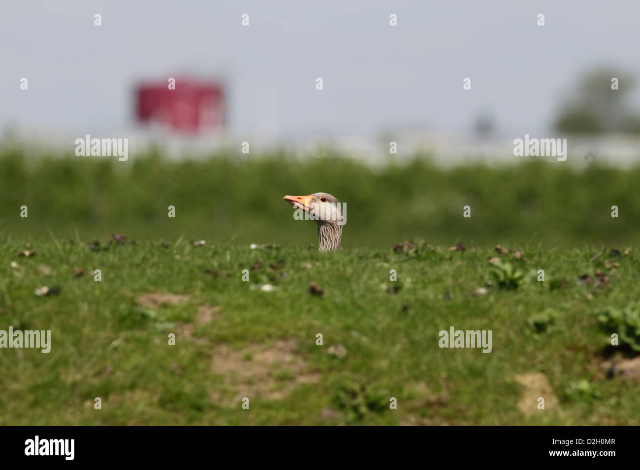 Greylag goose sticks its head above the dike, Netherlands Stock Photo ...