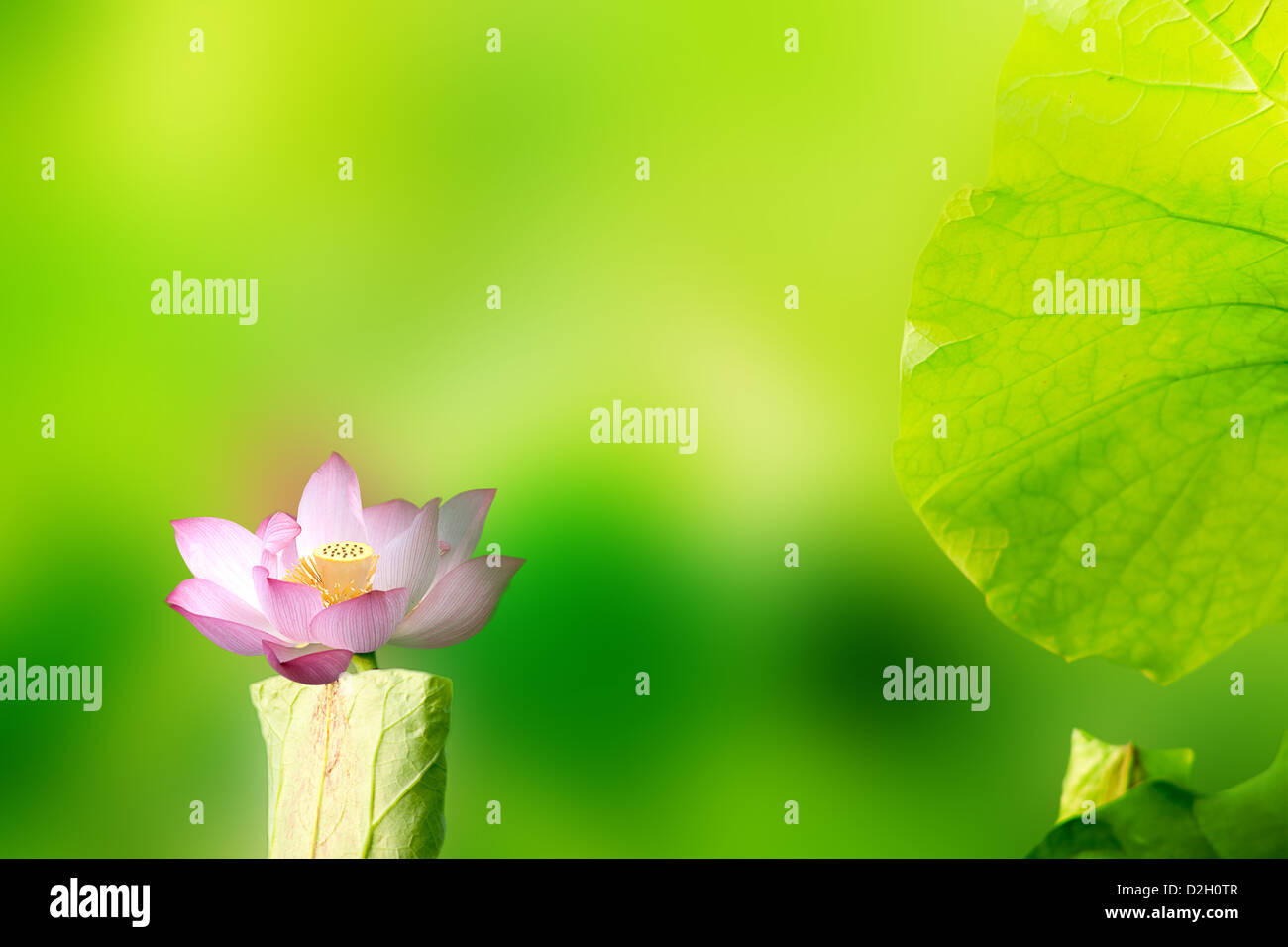 Beautiful Lotus with nice background color for adv or others purpose ...