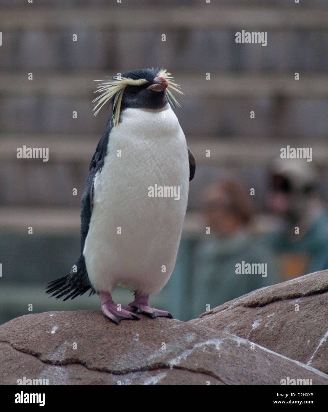 Rock hopper penguin Stock Photo - Alamy