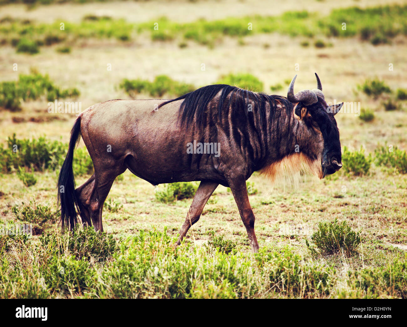 Wildebeest also called Gnu in the Serengeti National Park, Tanzania ...