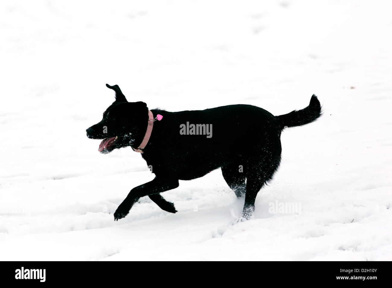 Black dog snow running hi-res stock photography and images - Alamy