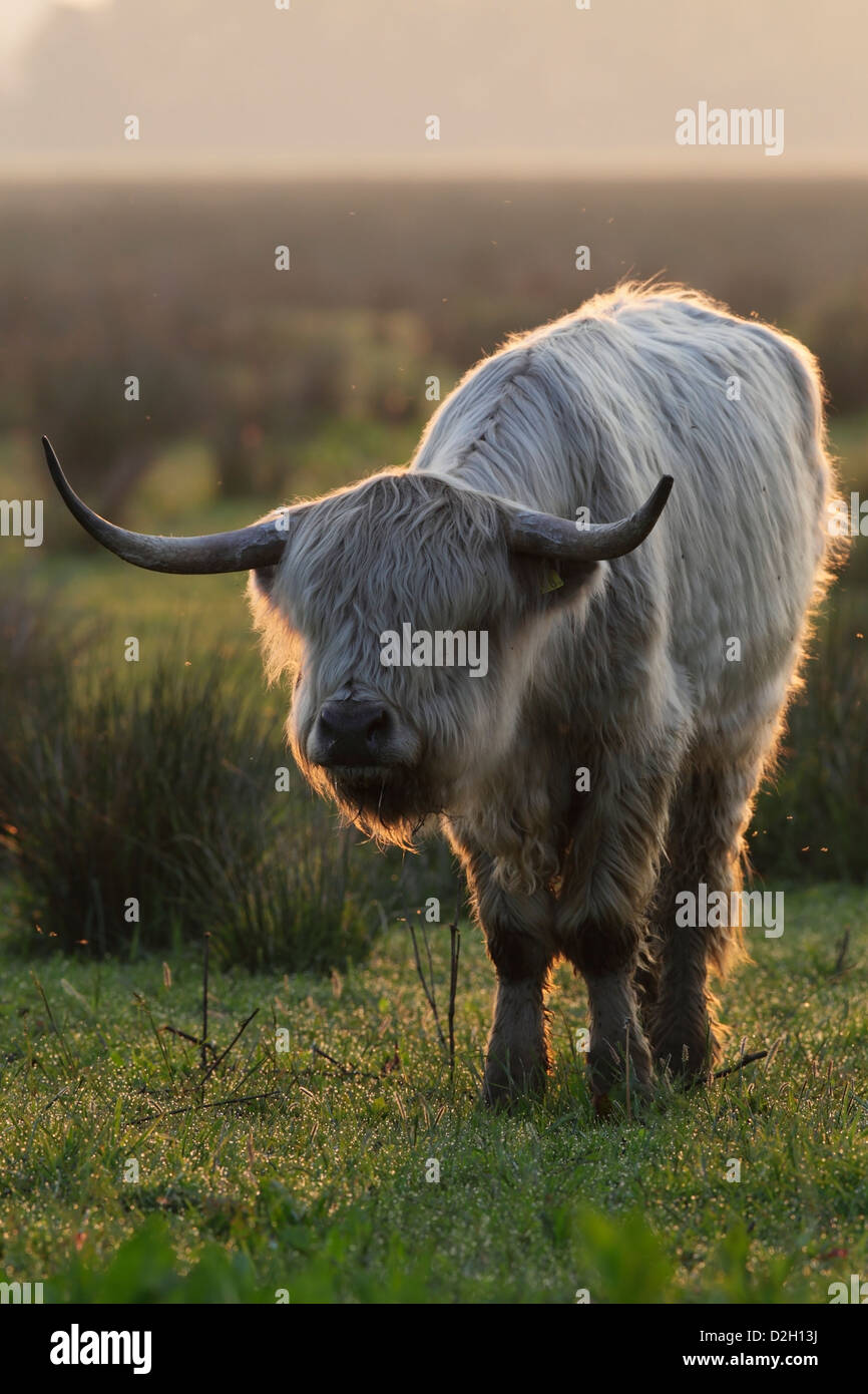 Scottish highlander hi-res stock photography and images - Alamy
