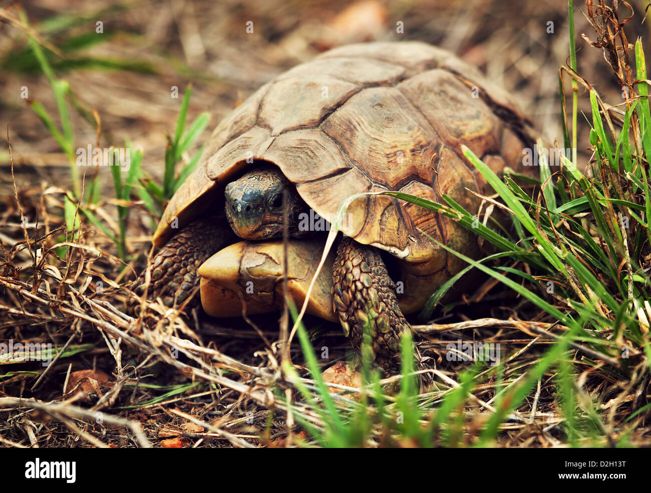 Leopard Tortoise Stigmochelys Pardalis Stock Photos & Leopard Tortoise ...