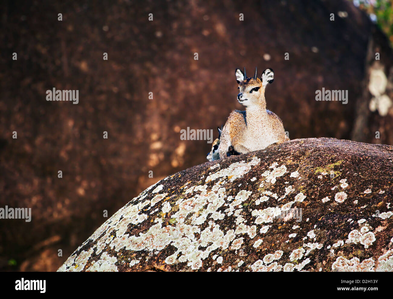 Klipspringer, a small species of African antelope lying on rocks ...