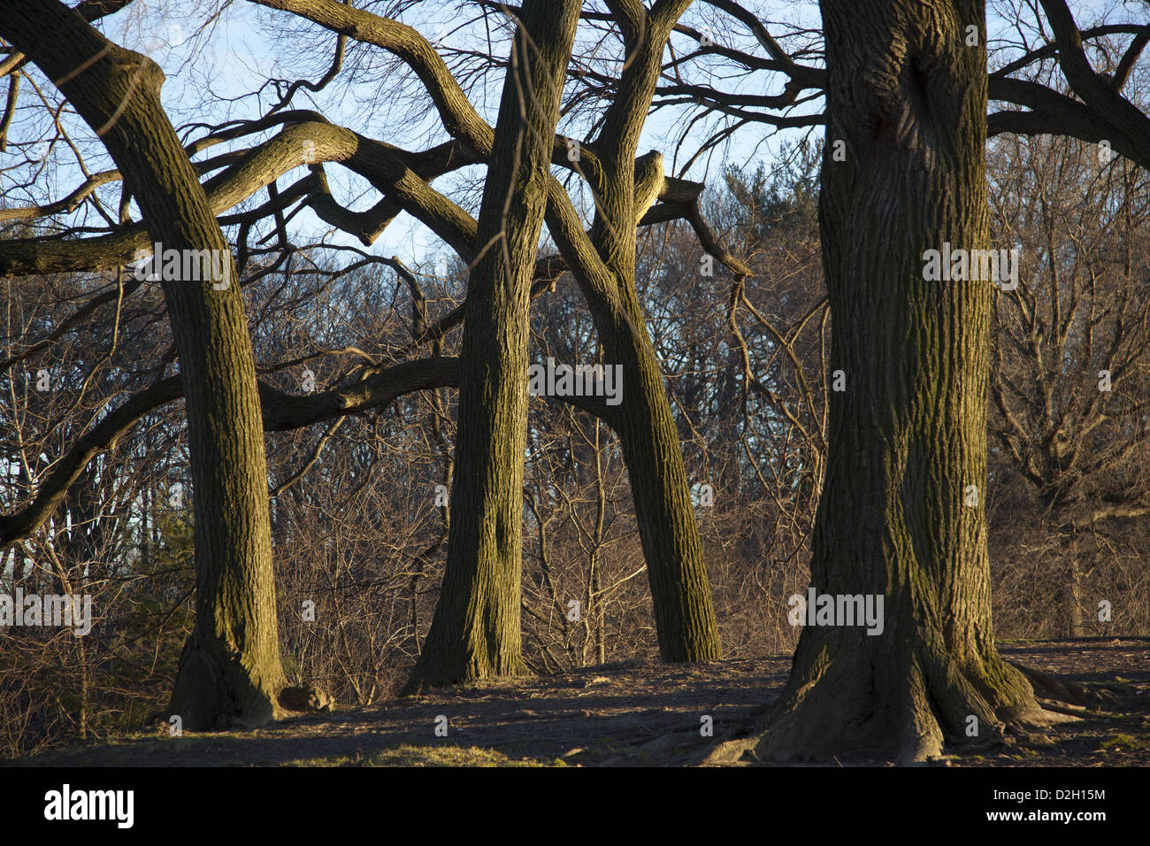 Skeletal trees hi-res stock photography and images - Alamy