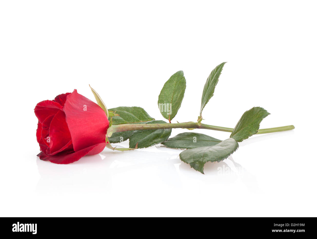 Laying red rose. Isolated on white background Stock Photo - Alamy