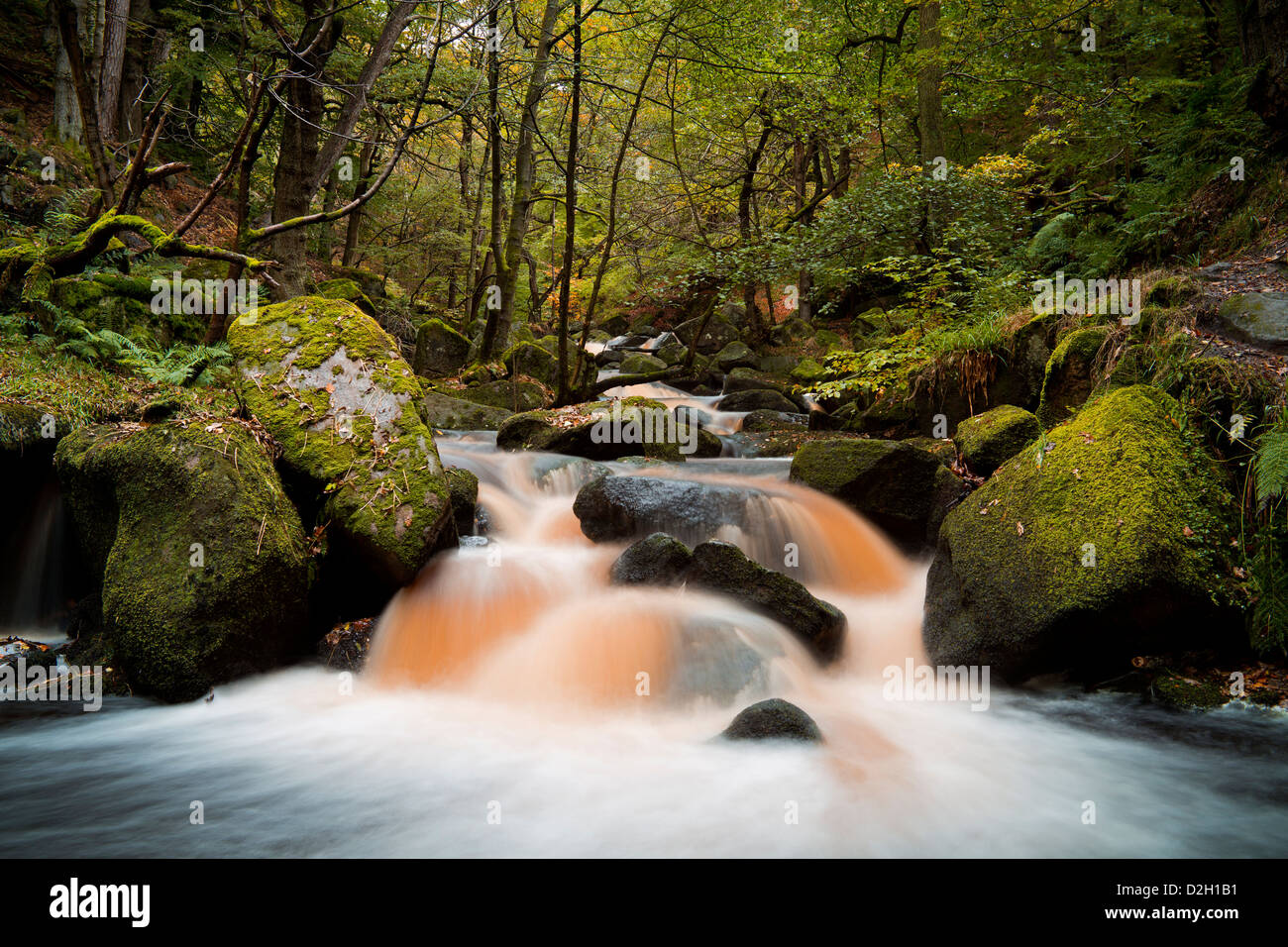 Padley gorge woodland hi-res stock photography and images - Alamy