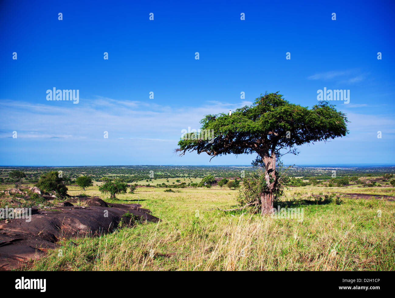 Savanna landscape with a tree in Africa, Serengeti, Tanzania Stock ...