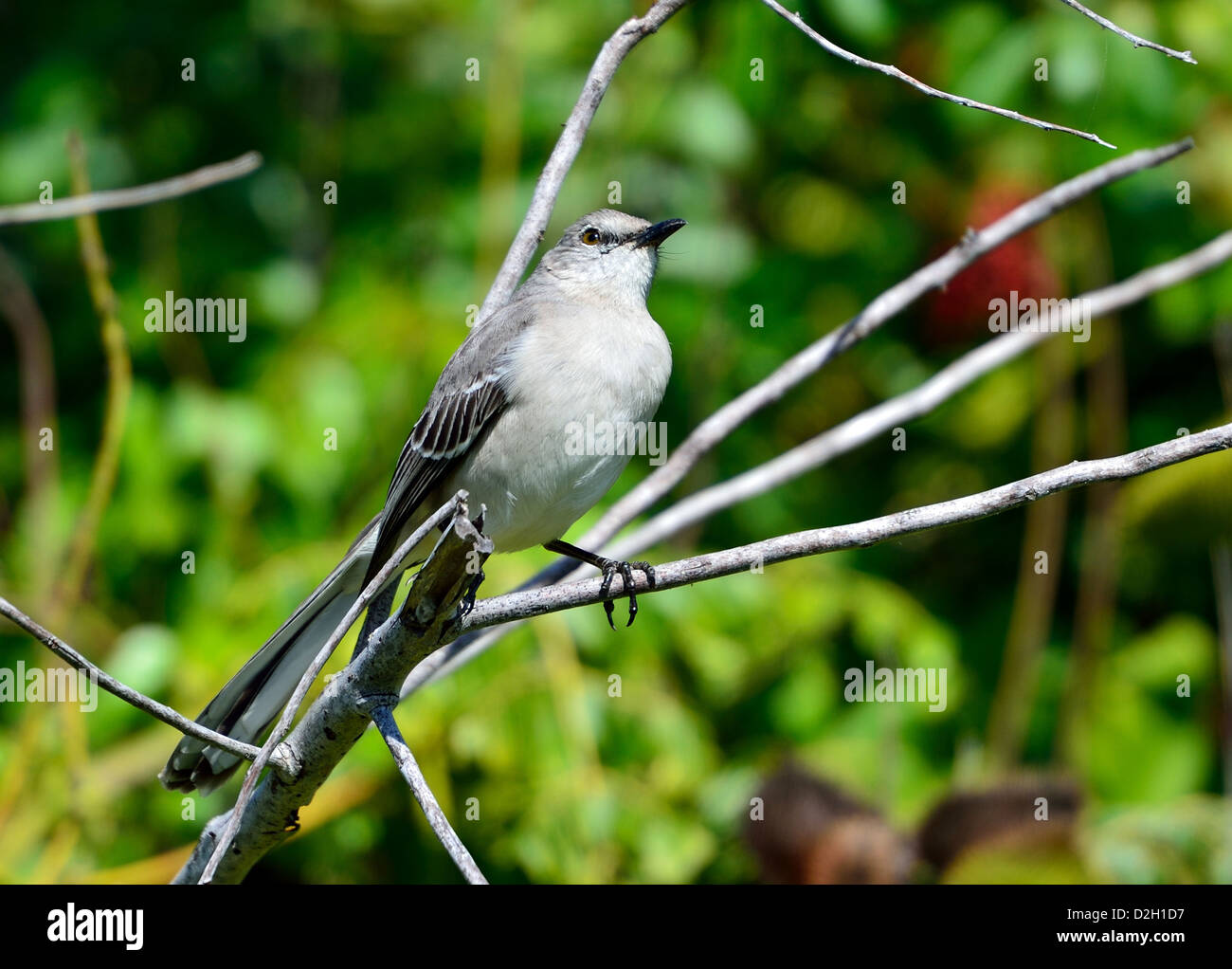 American mockingbird hi-res stock photography and images - Alamy