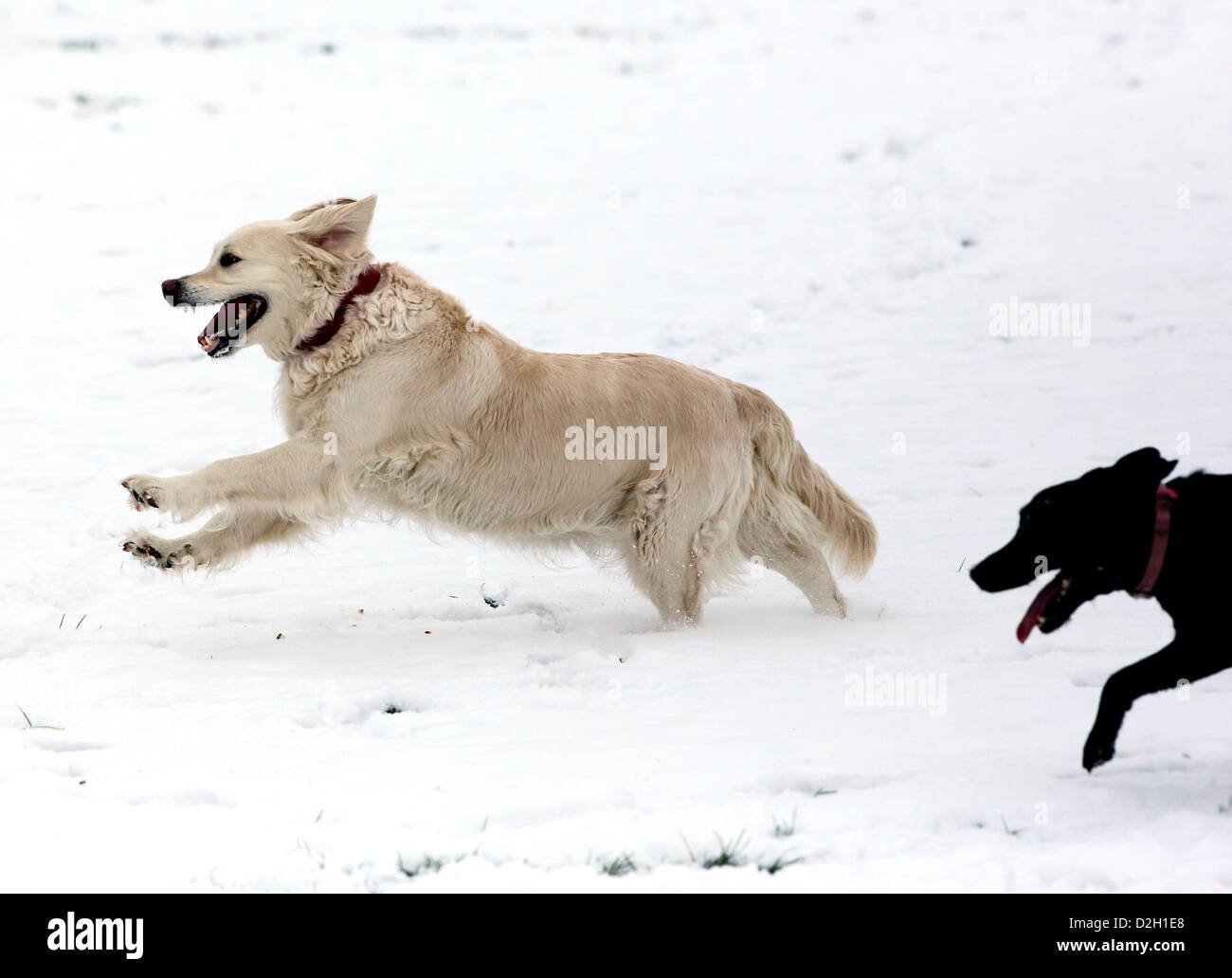 dogs in snow Stock Photo - Alamy