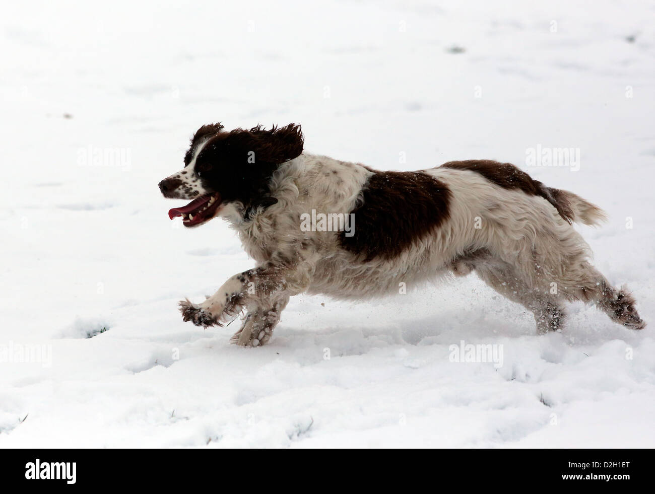 dog running in snow Stock Photo - Alamy