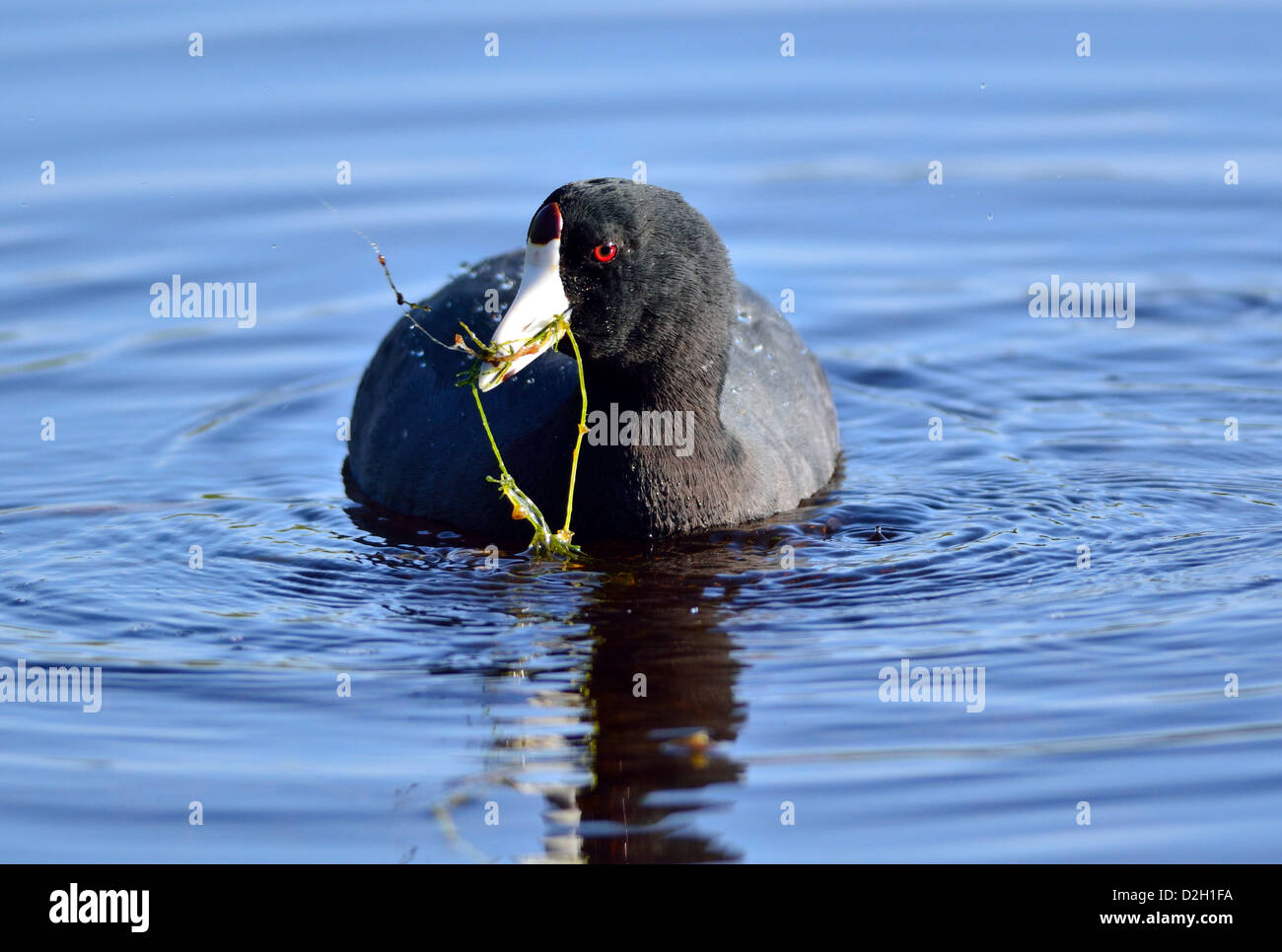 An American Coot swimming in a pond. The Everglades National Park ...