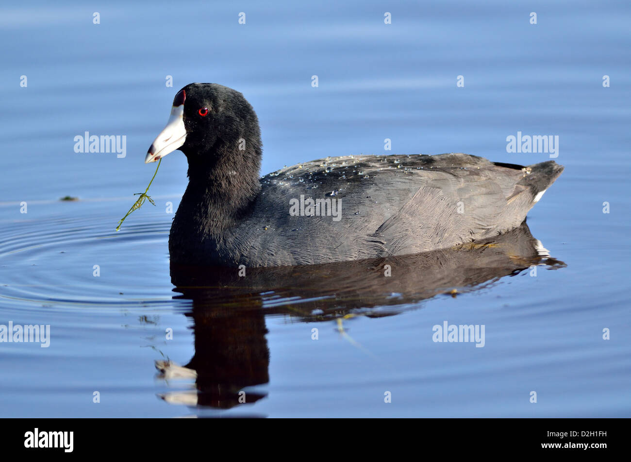 An American Coot swimming in a pond. The Everglades National Park ...