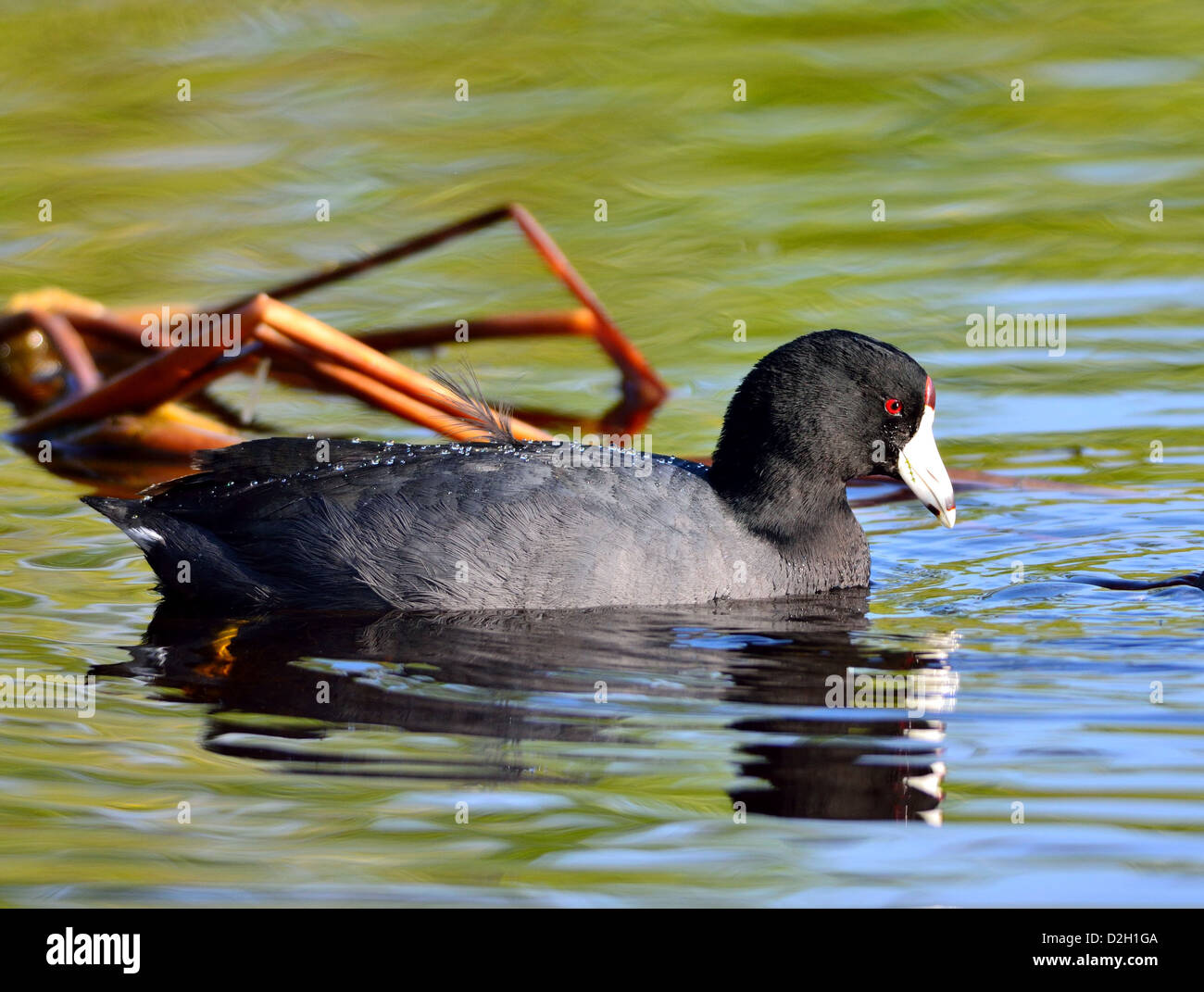 An American Coot swimming in a pond. The Everglades National Park ...