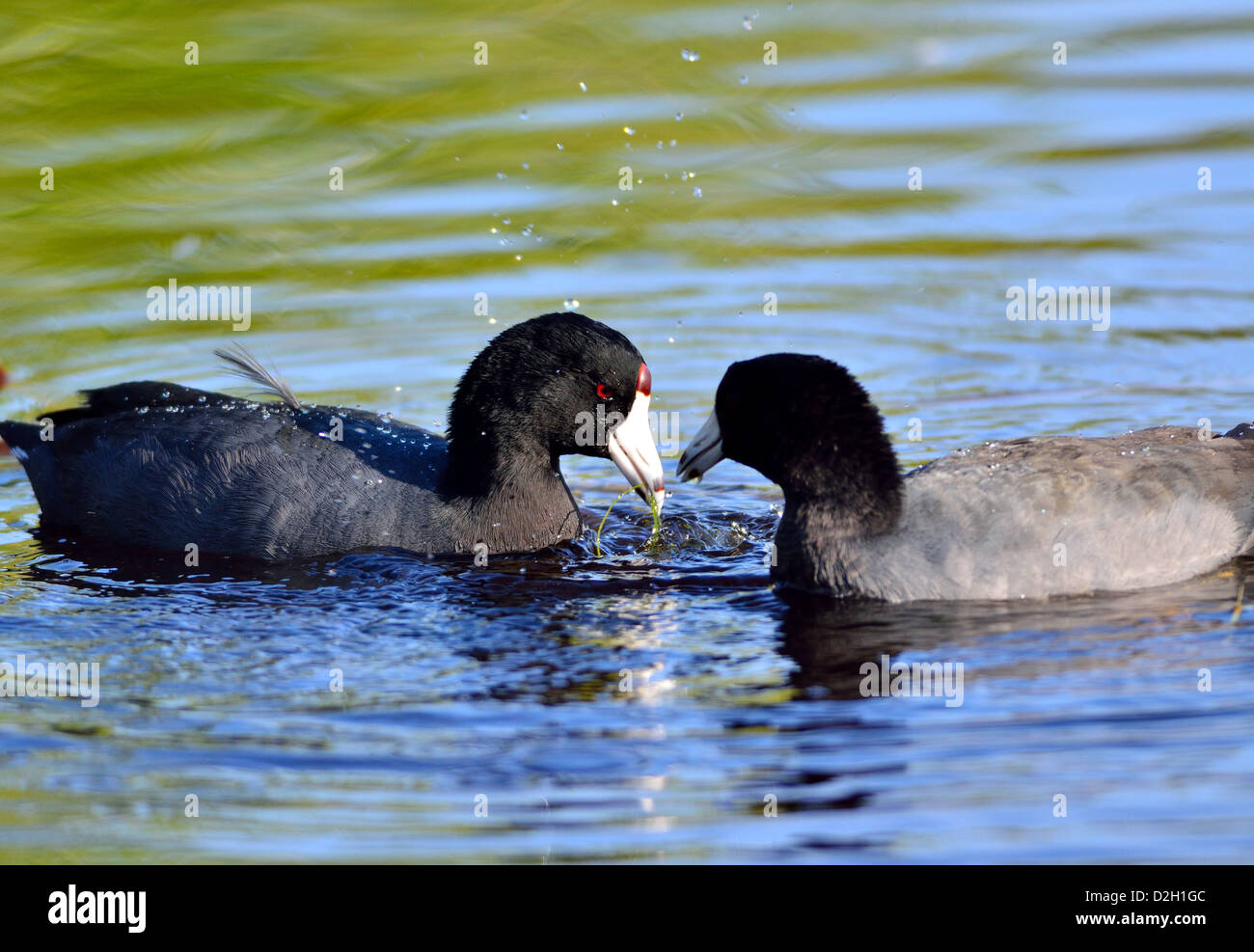 A pair of American Coot in a pond. The Everglades National Park ...
