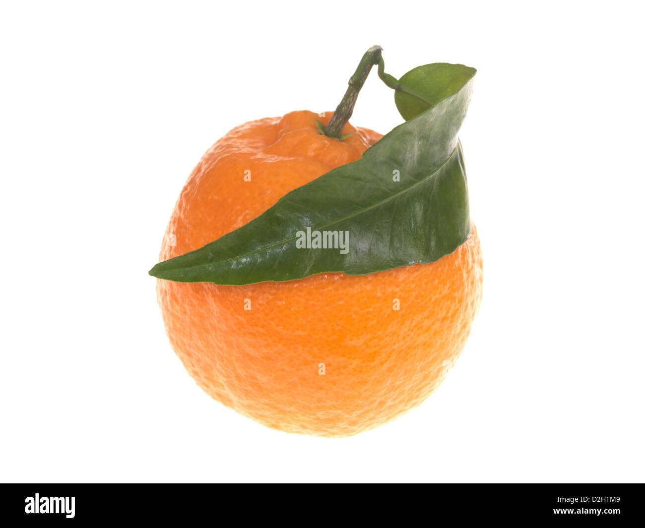 Single Fresh Healthy Ripe Traditional Christmas Clementine Or Tangerine ...