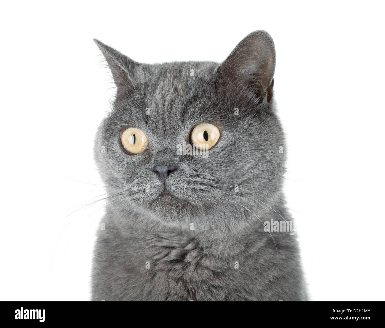 Closeup portrait of a grey cat. Isolated on white background Stock ...
