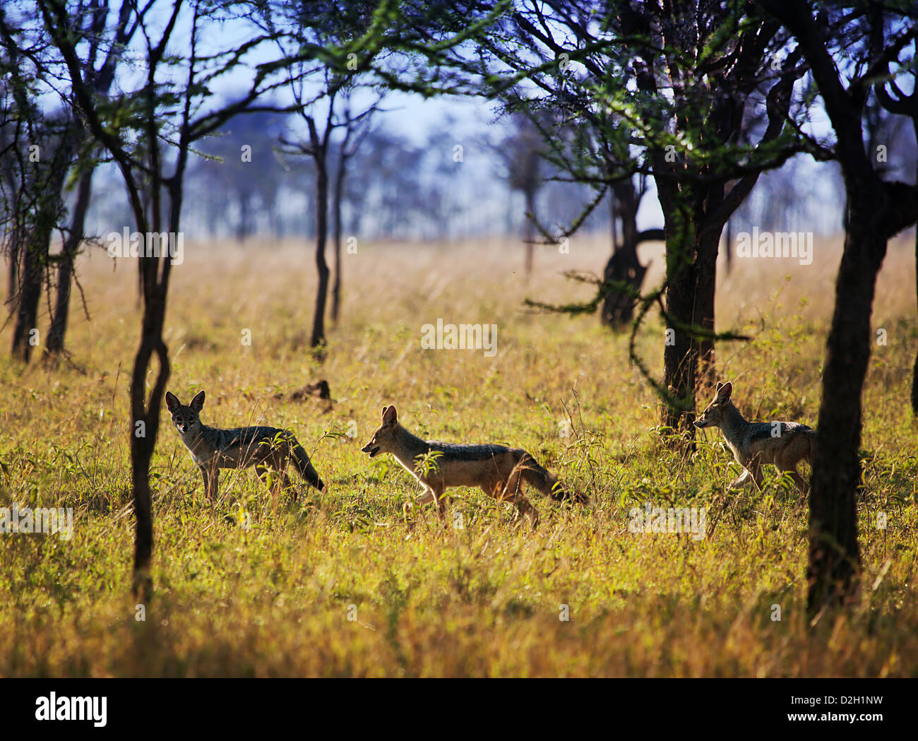 Serengeti jackals hi-res stock photography and images - Alamy