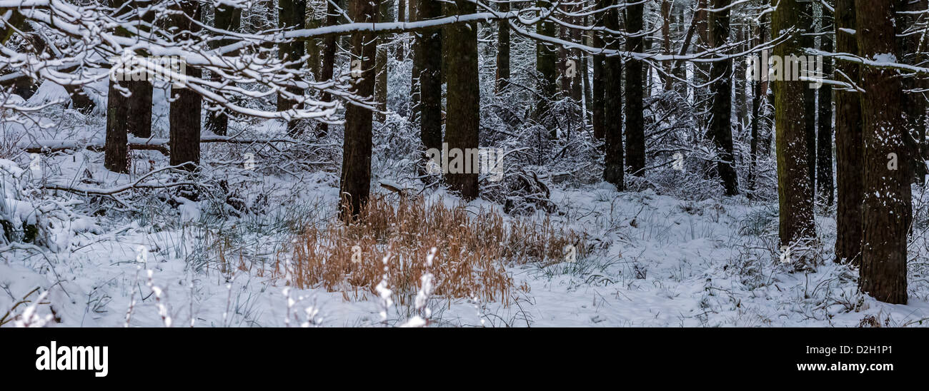 Snow Covered Forest Floor Stock Photo - Alamy