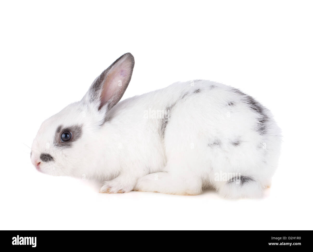 Small rabbit. Isolated on white background Stock Photo - Alamy
