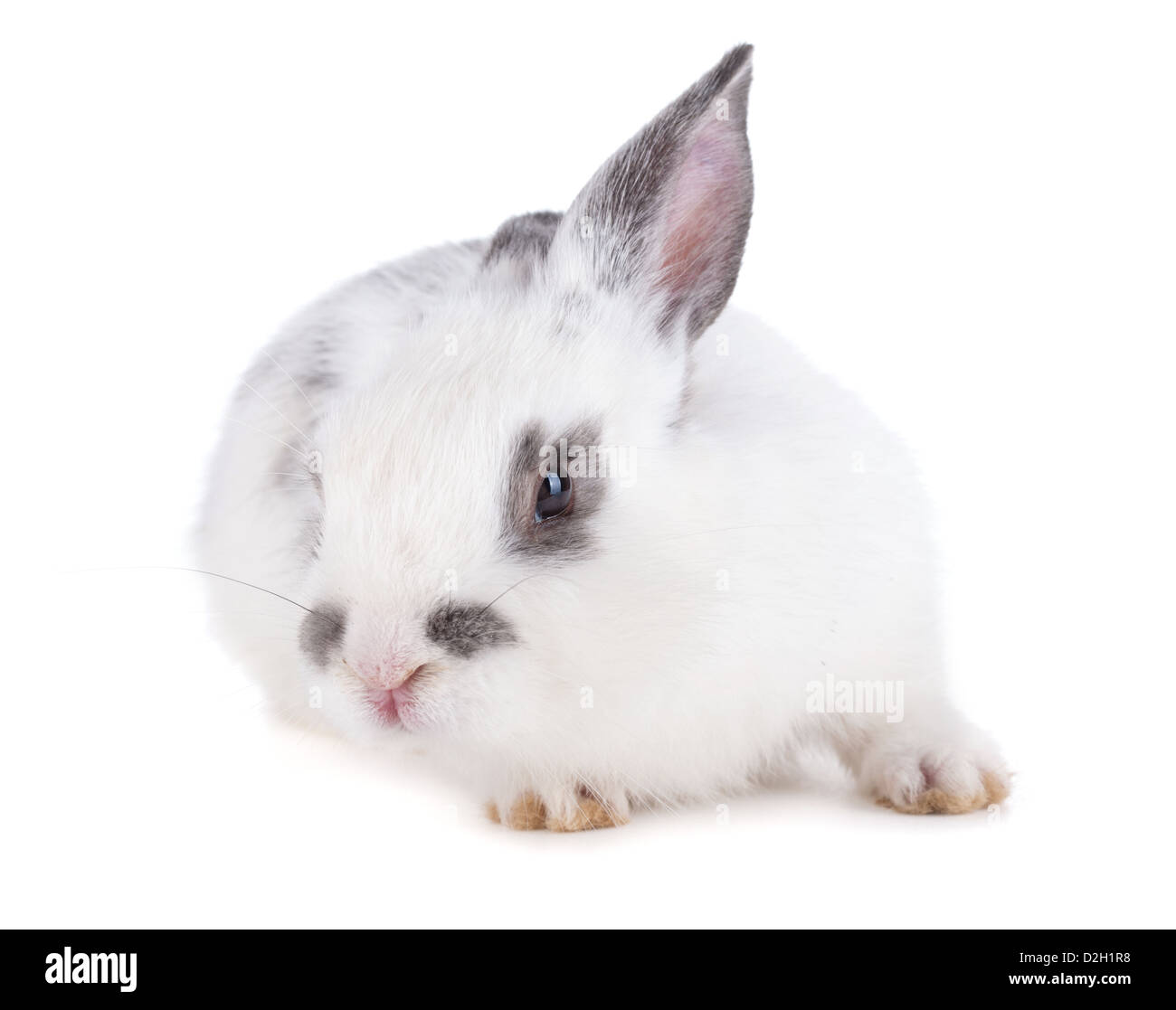 Small rabbit. Isolated on white background Stock Photo - Alamy