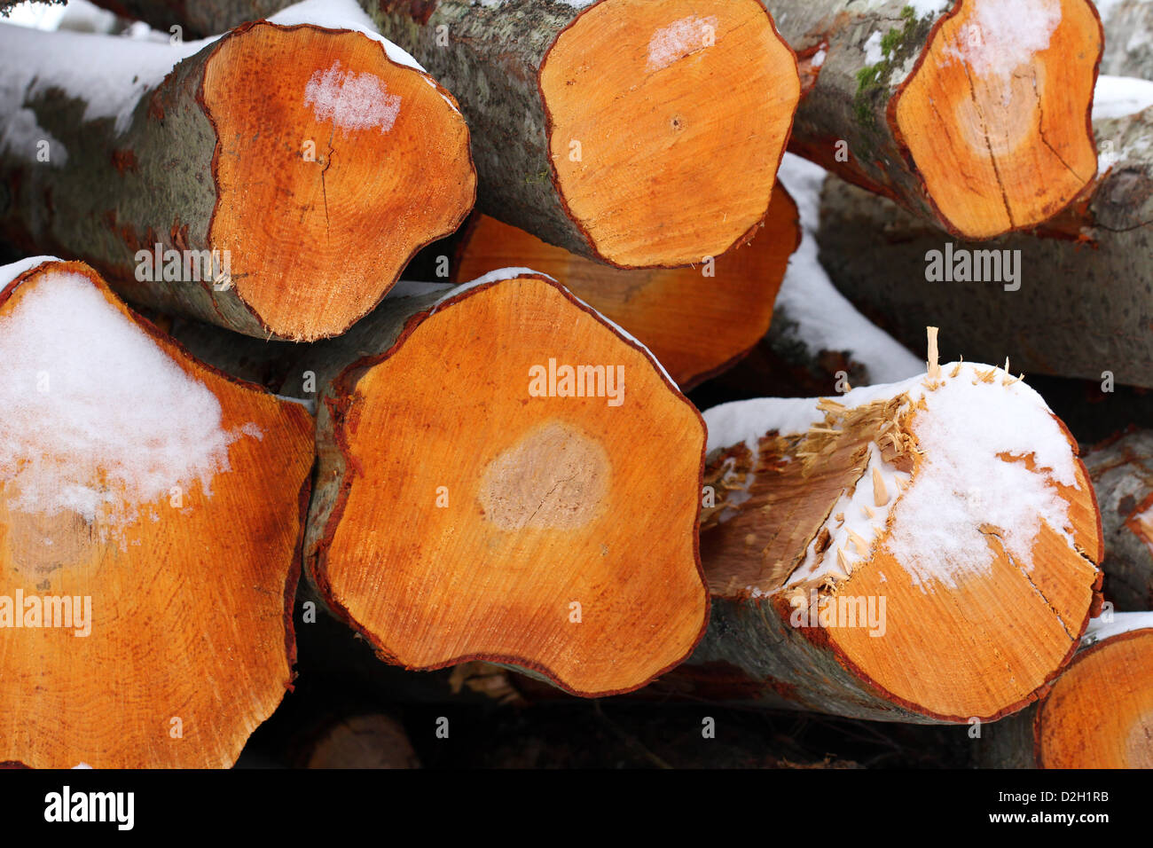 End cut tree tree showing hi-res stock photography and images - Alamy