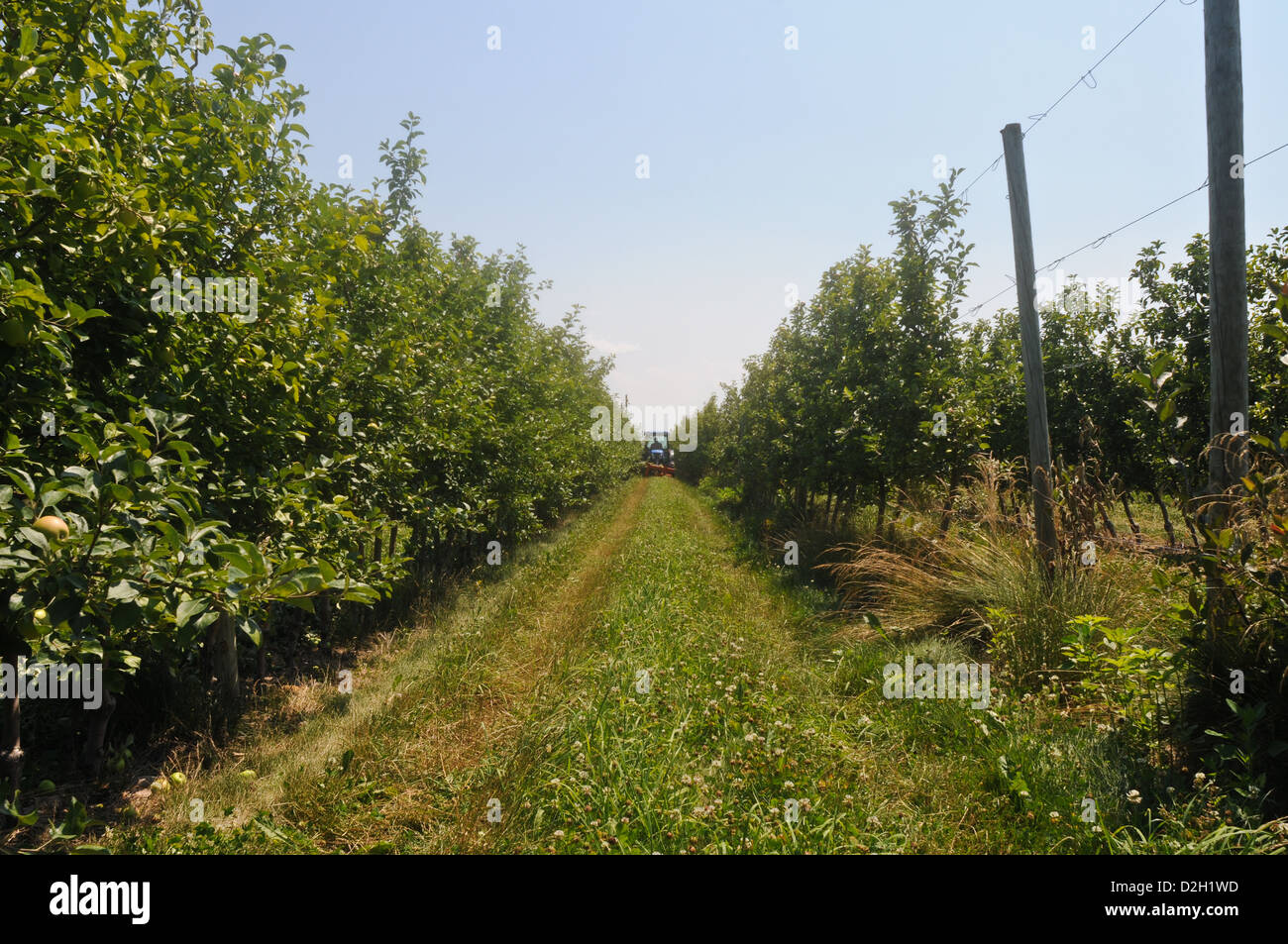 Hedging apple orchard of tall spindle trees in Upstate New York Stock ...