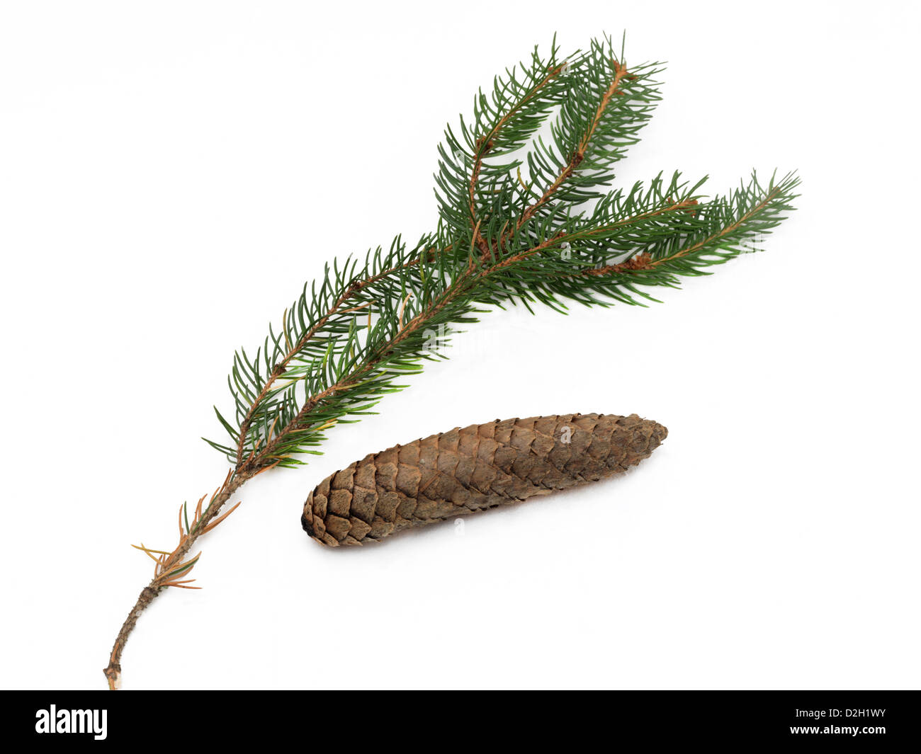 Coniferous tree Cut Out Stock Images & Pictures - Alamy