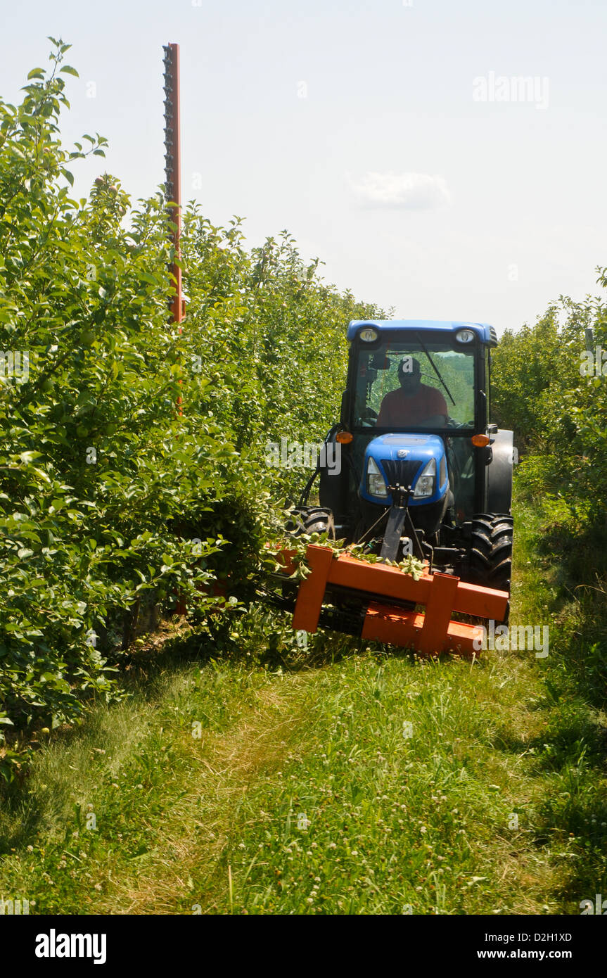 Hedging apple orchard of tall spindle trees in Upstate New York Stock ...