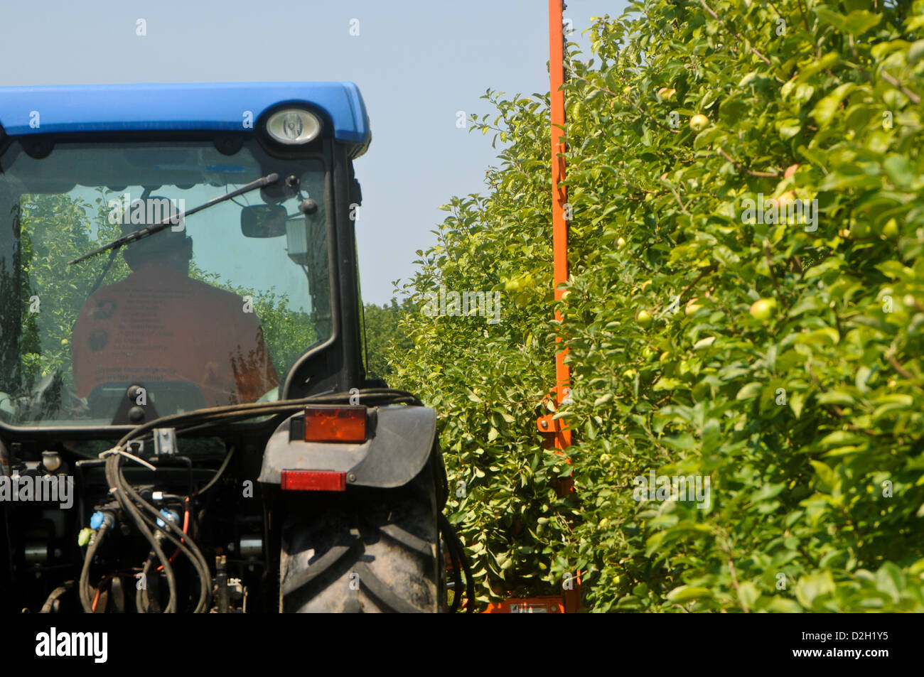 Hedging apple orchard of tall spindle trees in Upstate New York Stock ...