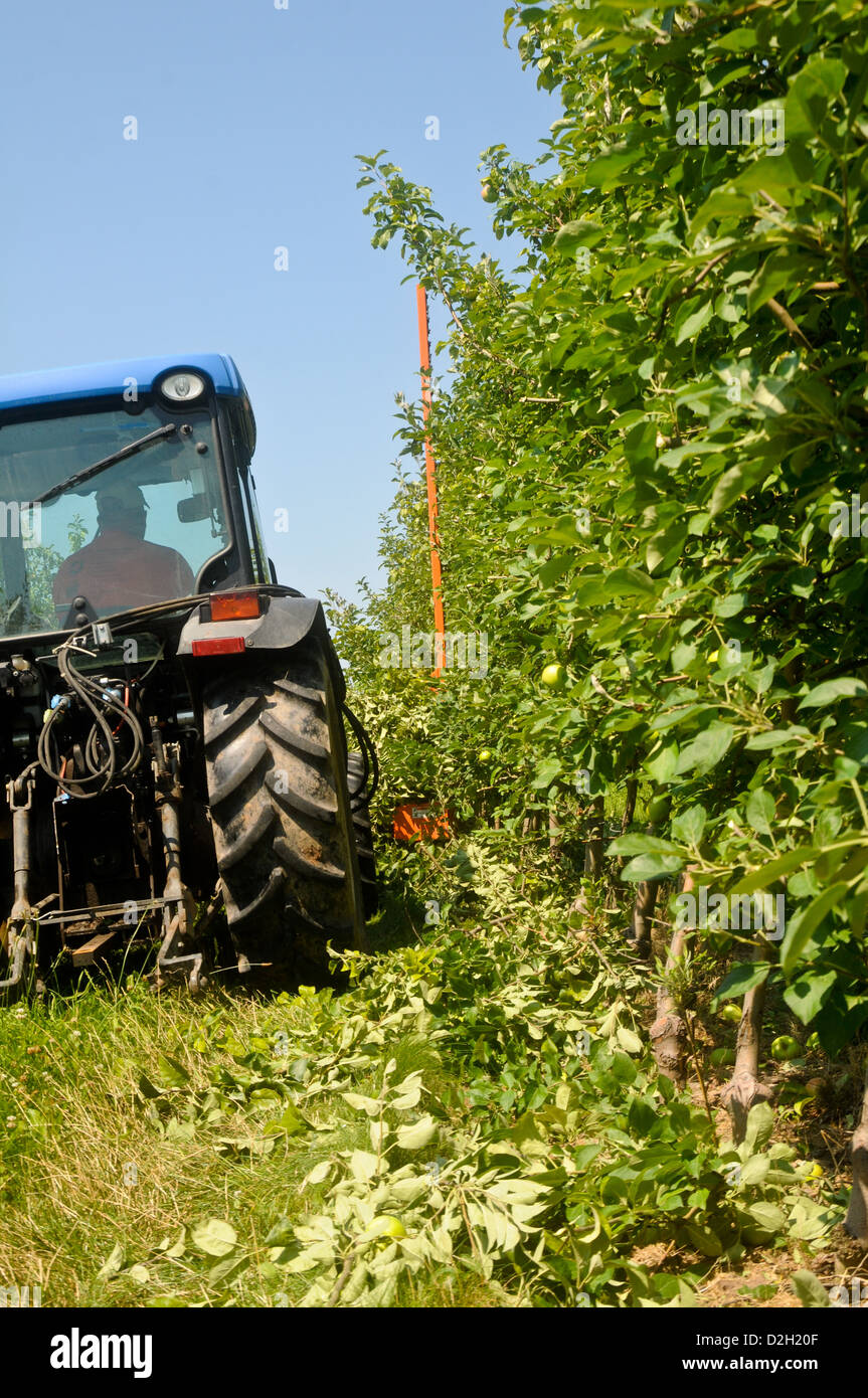 Hedging apple orchard of tall spindle trees in Upstate New York Stock ...