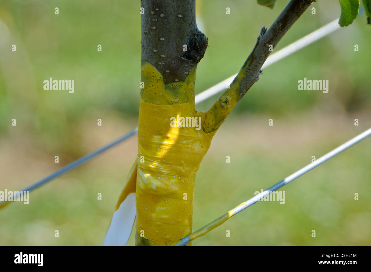 Grafting of tall spindle apple trees in Upstate New York Stock Photo ...