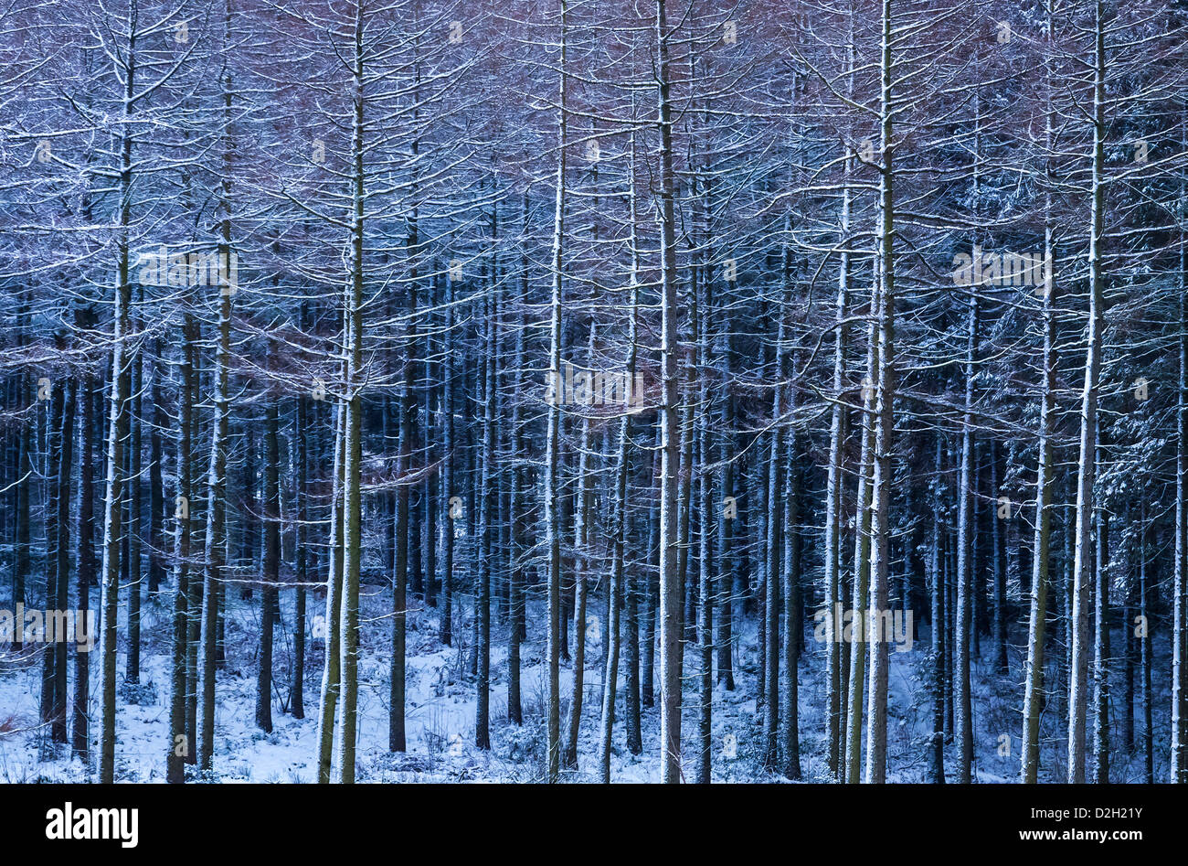 Snow Encrusted Trees in Macclesfield Forest Stock Photo - Alamy