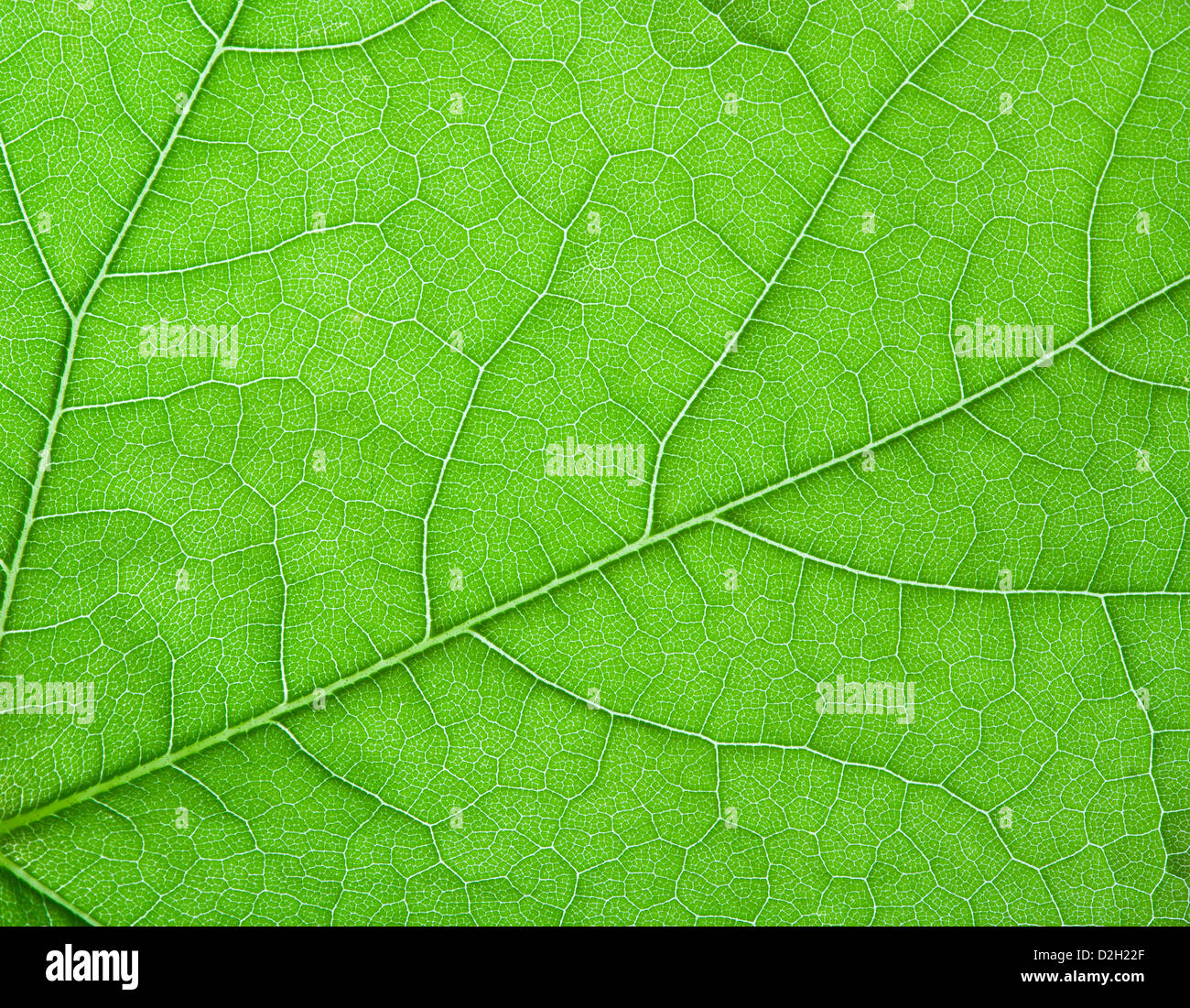 A macro close up of a leaf with criss cross vein pattern Stock Photo ...