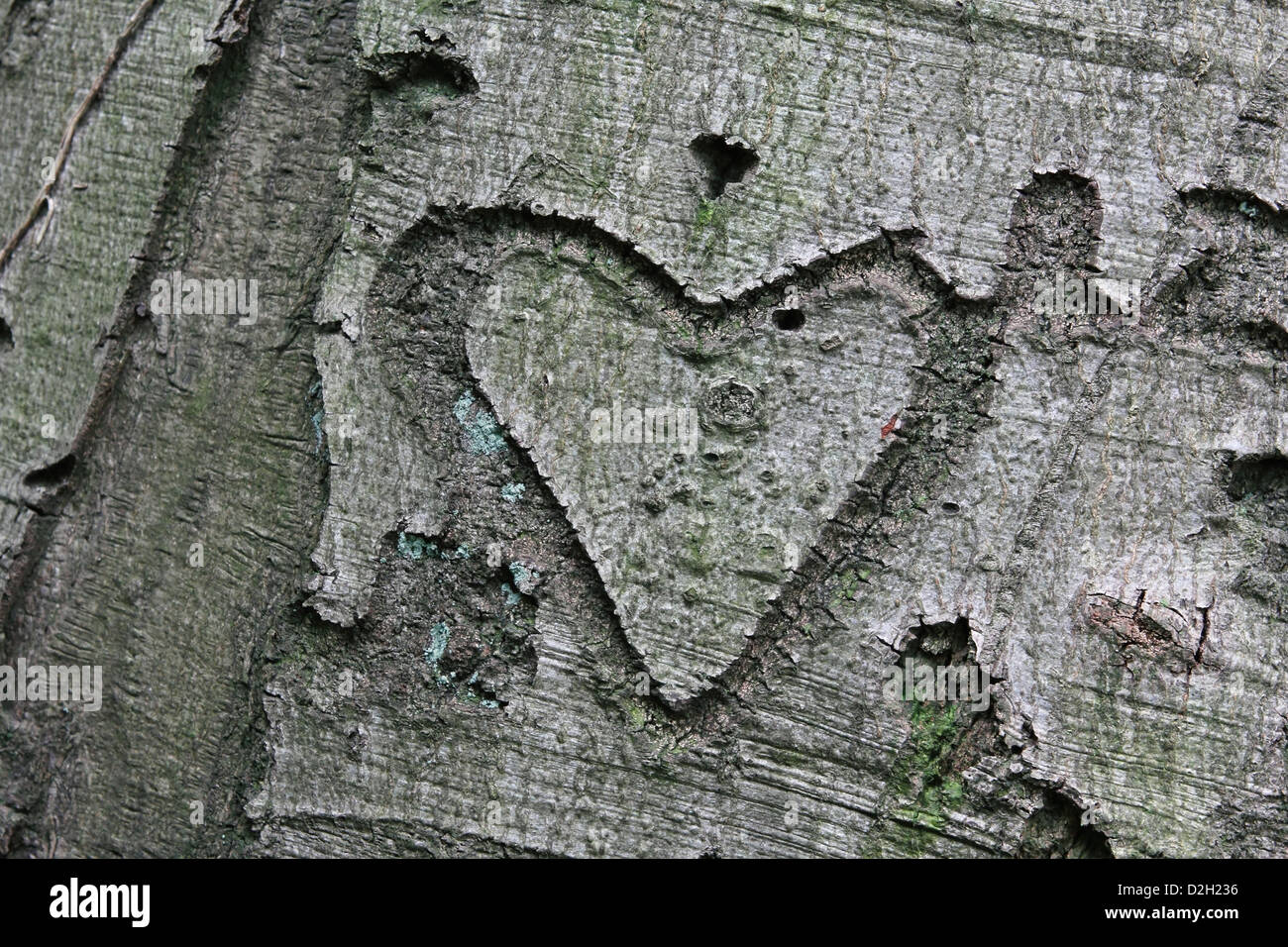 Heart carved in a tree, Netherlands Stock Photo - Alamy