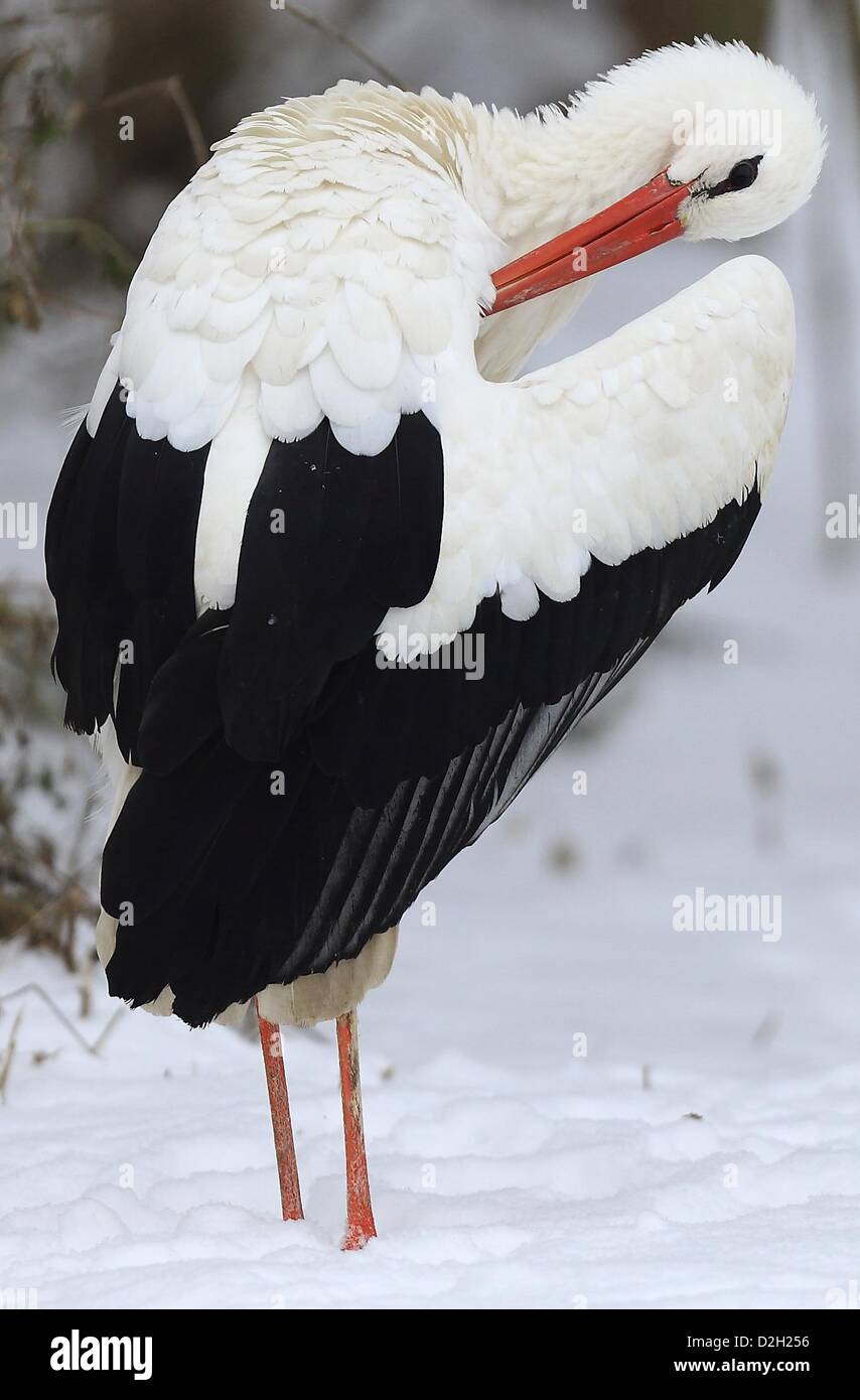 Visitors and white stork hi-res stock photography and images - Alamy