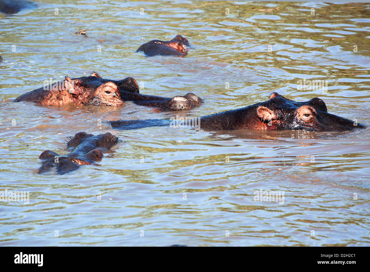 Hippo, hippopotamus group in river. Safari in Serengeti, Tanzania ...
