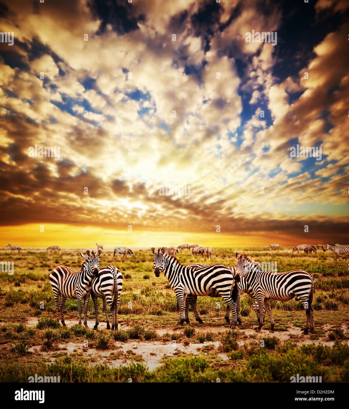 Zebras Herd On Savanna At Sunset Africa Safari In Serengeti Tanzania