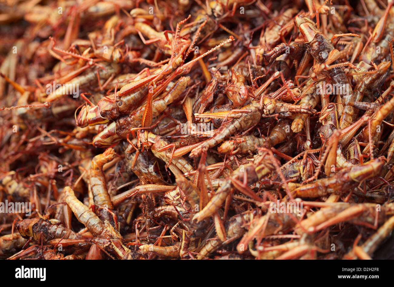 Cooked insects hi-res stock photography and images - Alamy