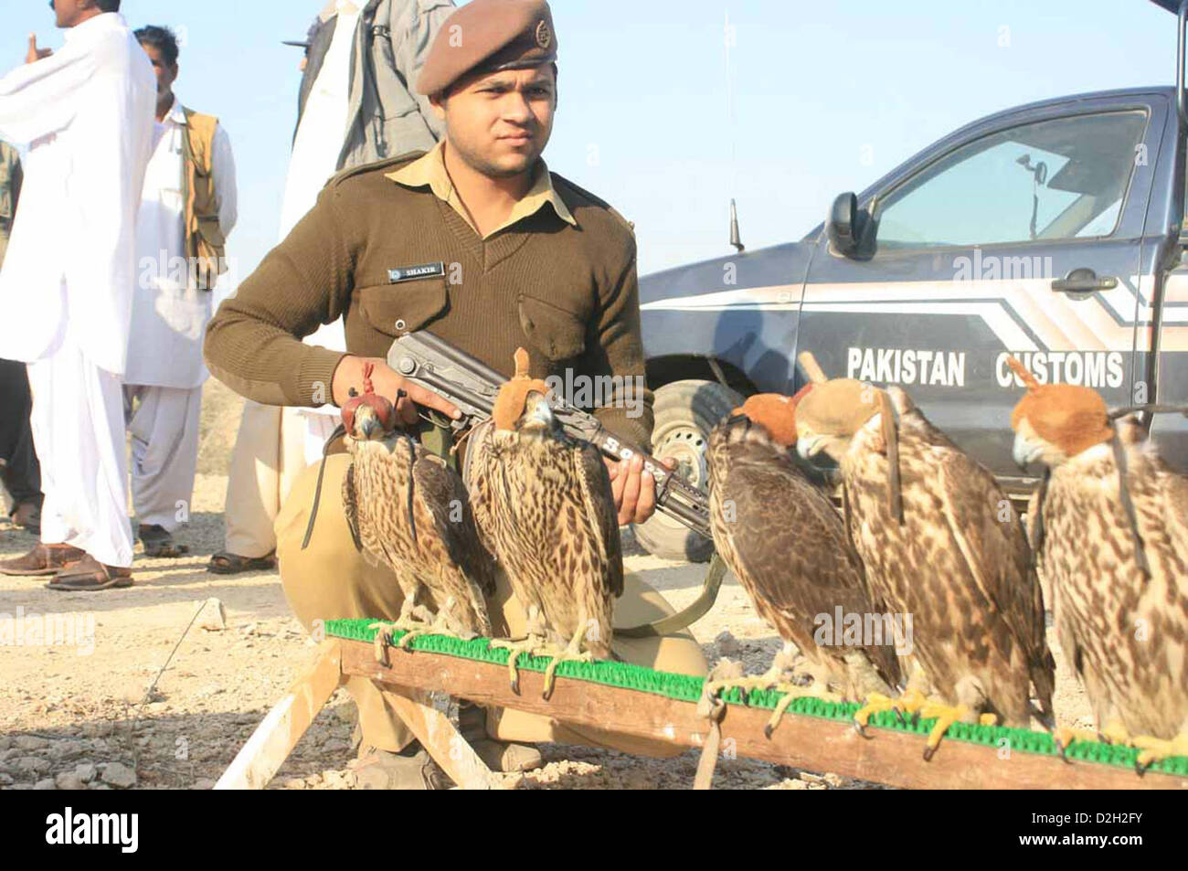 Custom officials make free falcons that seized during smuggling from ...