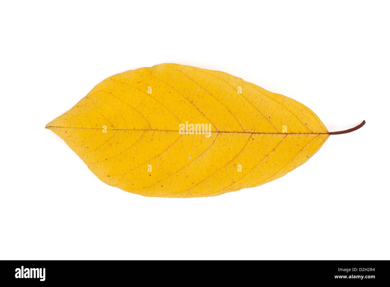 Autumn yellow leaf. Isolated on white background Stock Photo - Alamy