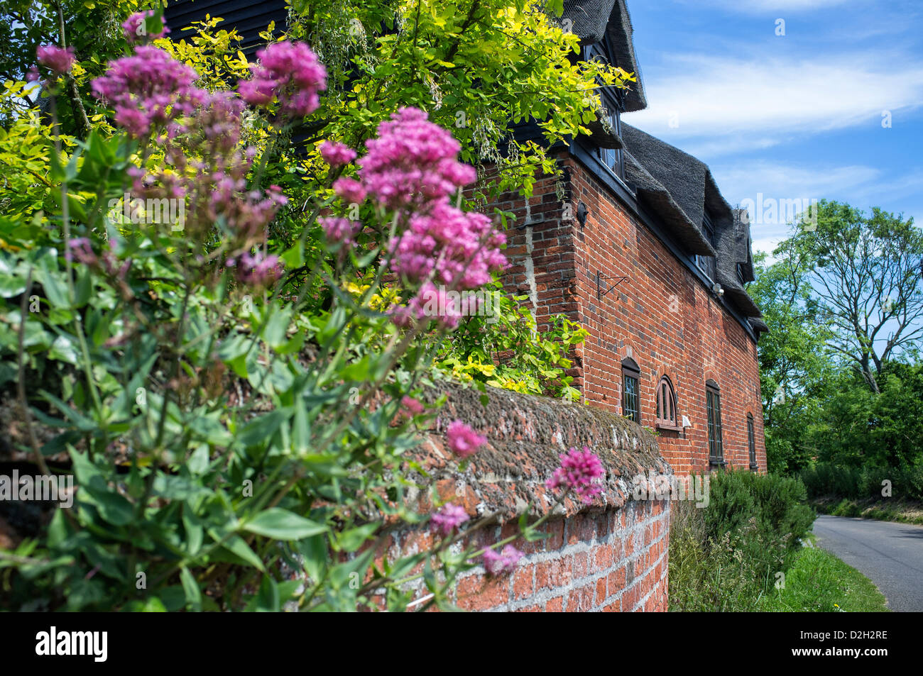 Red Valerian Growing on Wall of Old Thatched Country House at Potter ...